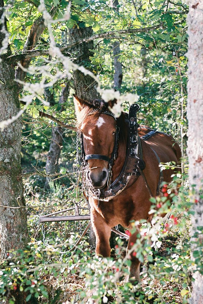 Arbeitspferde Heute - Das Zugpferd - Horsepower - Arbeiten mit Zugpferd