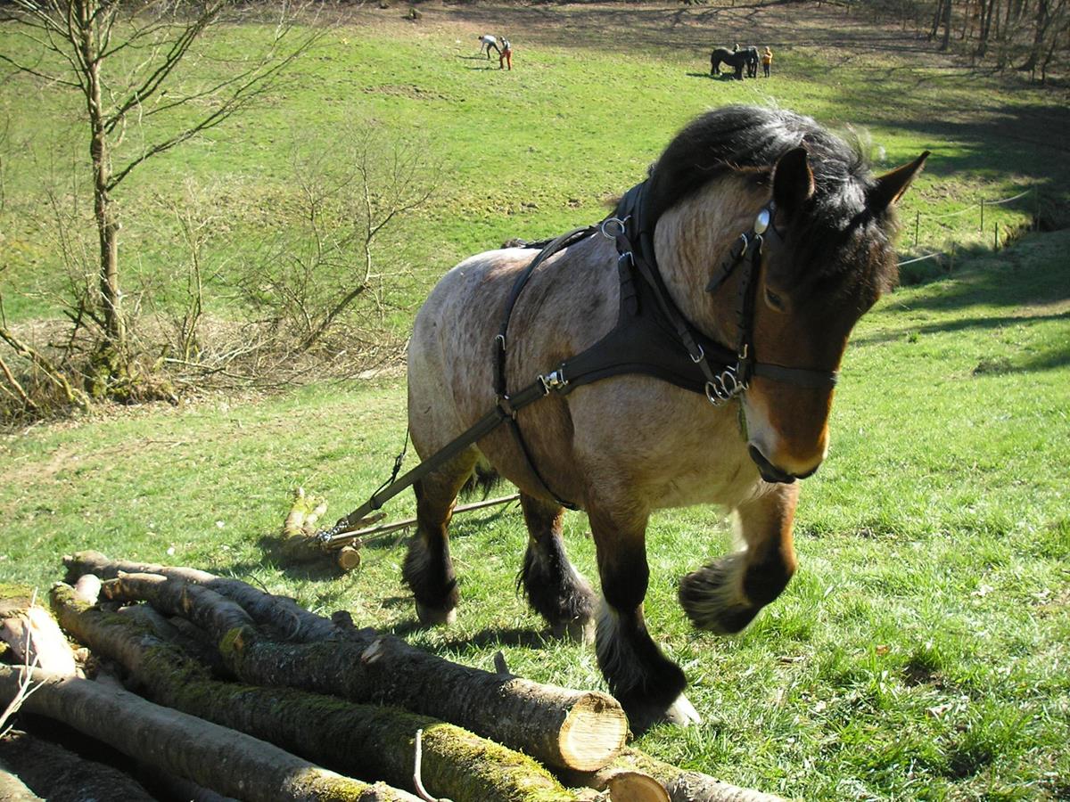Ursprung des Projektes - Über uns - Horsepower - Arbeiten mit Zugpferd